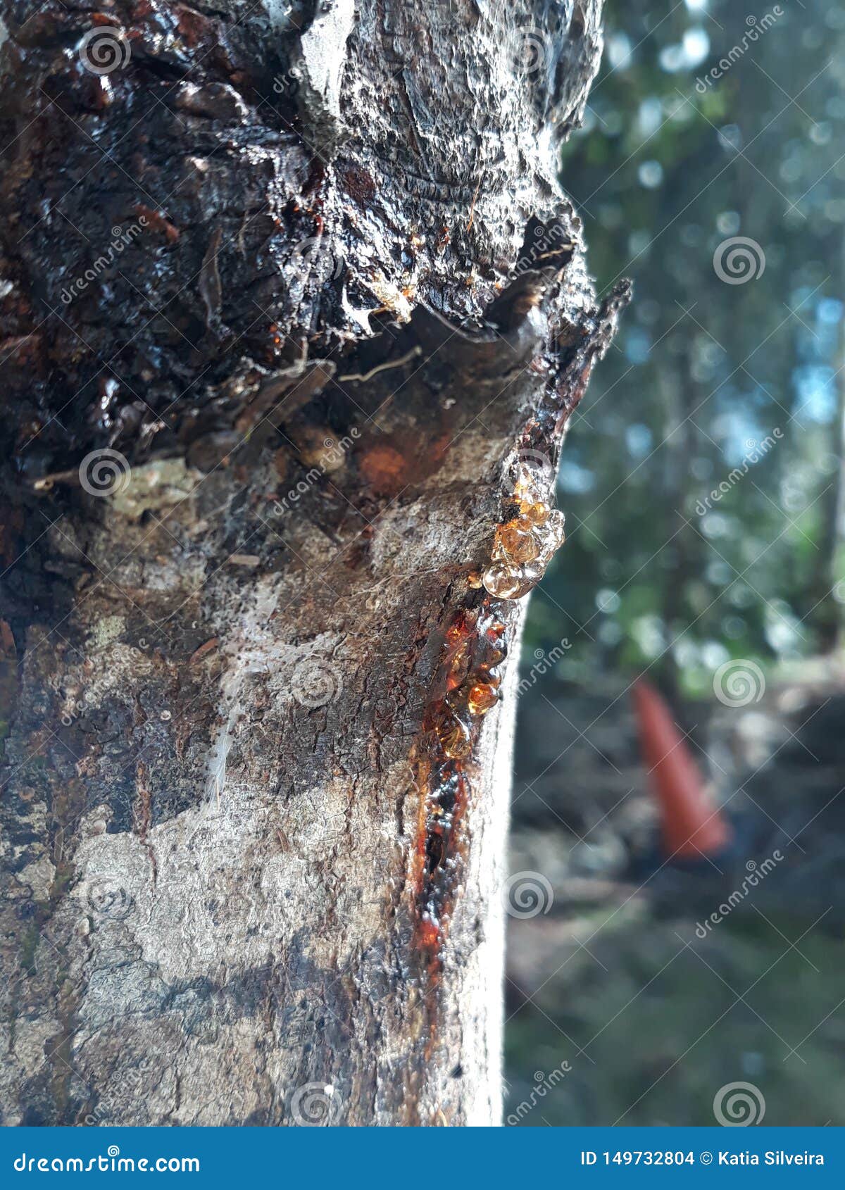 Tree sap flowing stock photo. Image of tree, trunk, sunny - 149732804