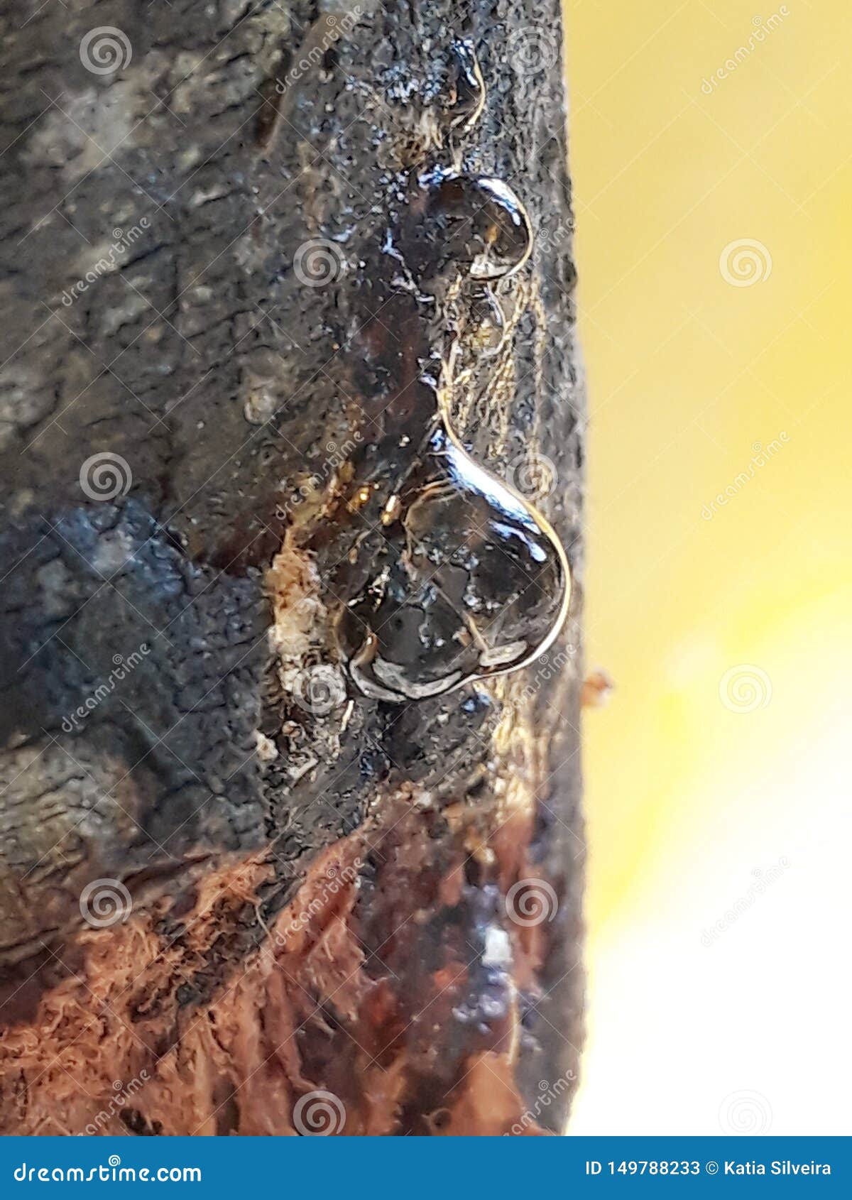 Tree sap flowing stock image. Image of sunny, flowing - 149788233