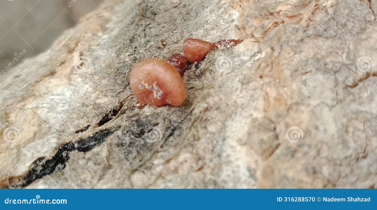 Tree Sap Liquid that Comes Out from Tree Stock Photo - Image of tree ...