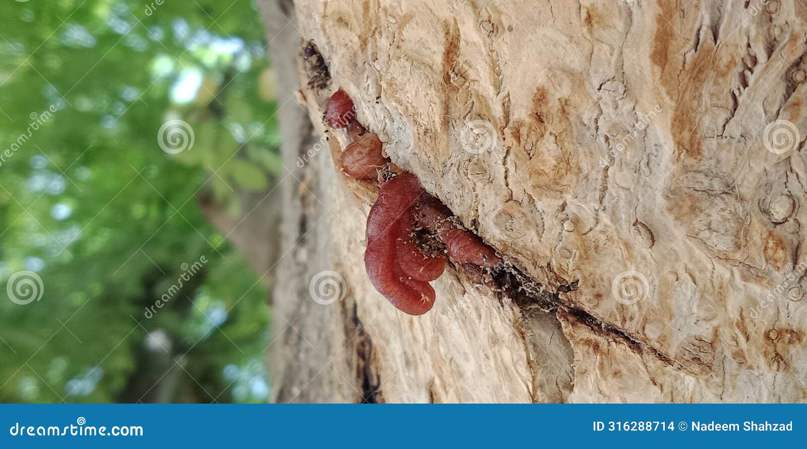 Tree Sap Liquid that Comes Out from Tree Stock Photo - Image of tree ...