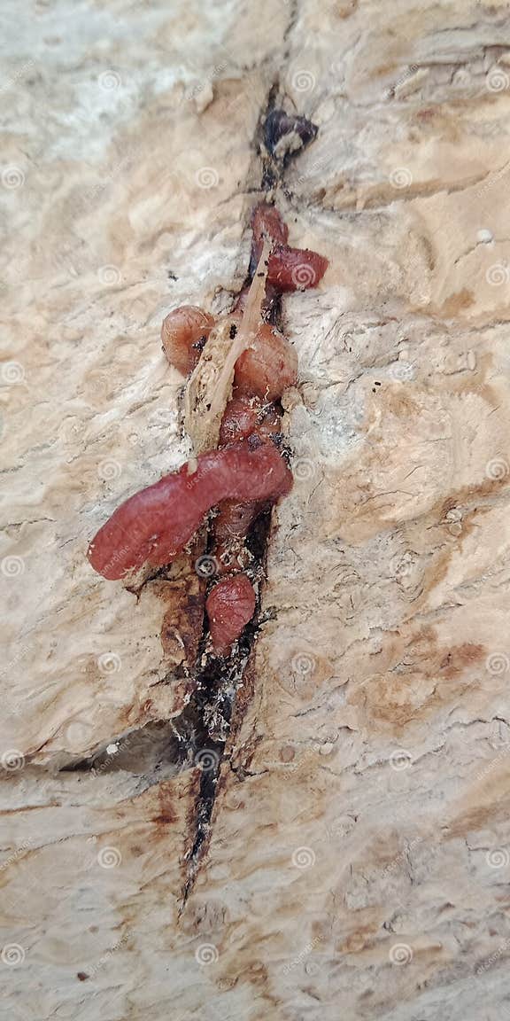 Tree Sap Liquid that Comes Out from Tree Stock Photo - Image of tree ...