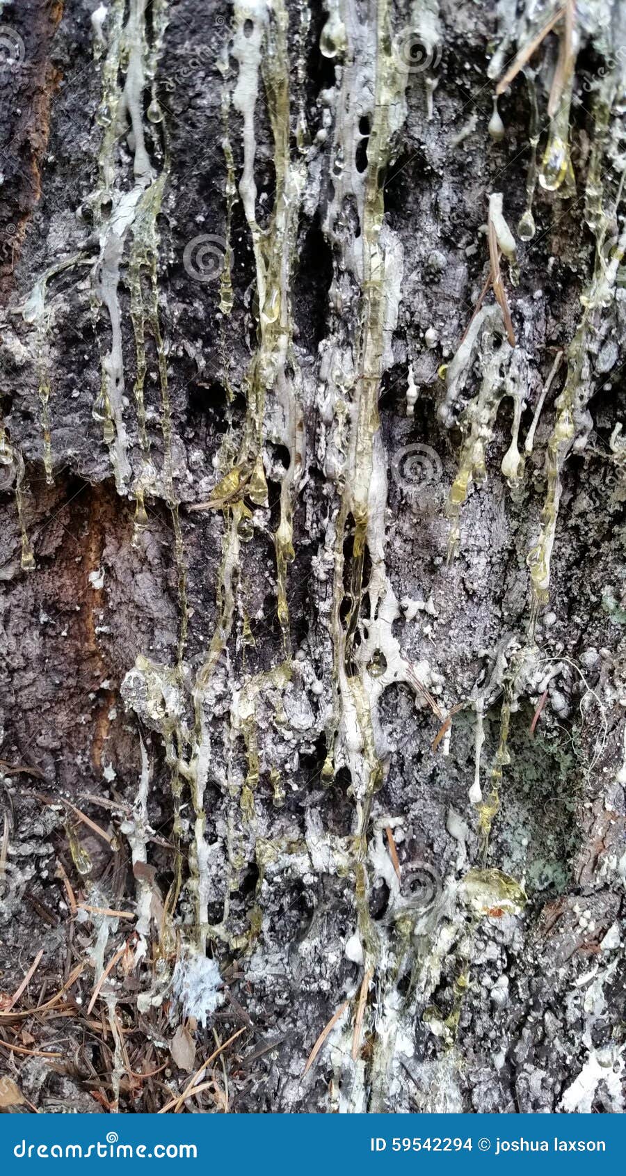Tree sap stock photo. Image of tree, oozing, pitch, nature - 59542294
