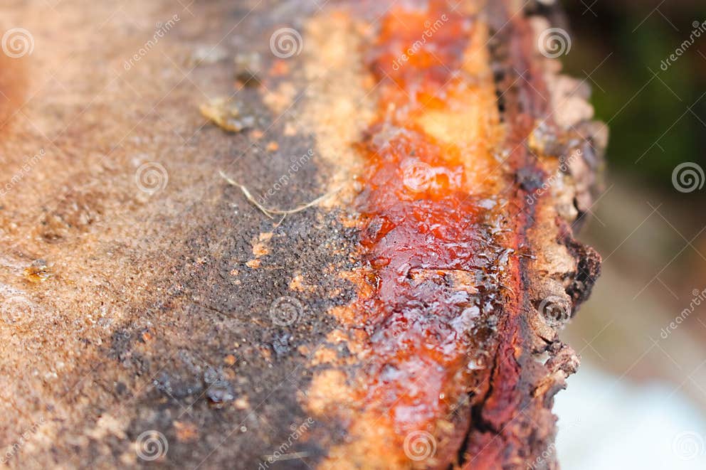 Tree sap 2 stock image. Image of fluid, medicine, gold - 323930805