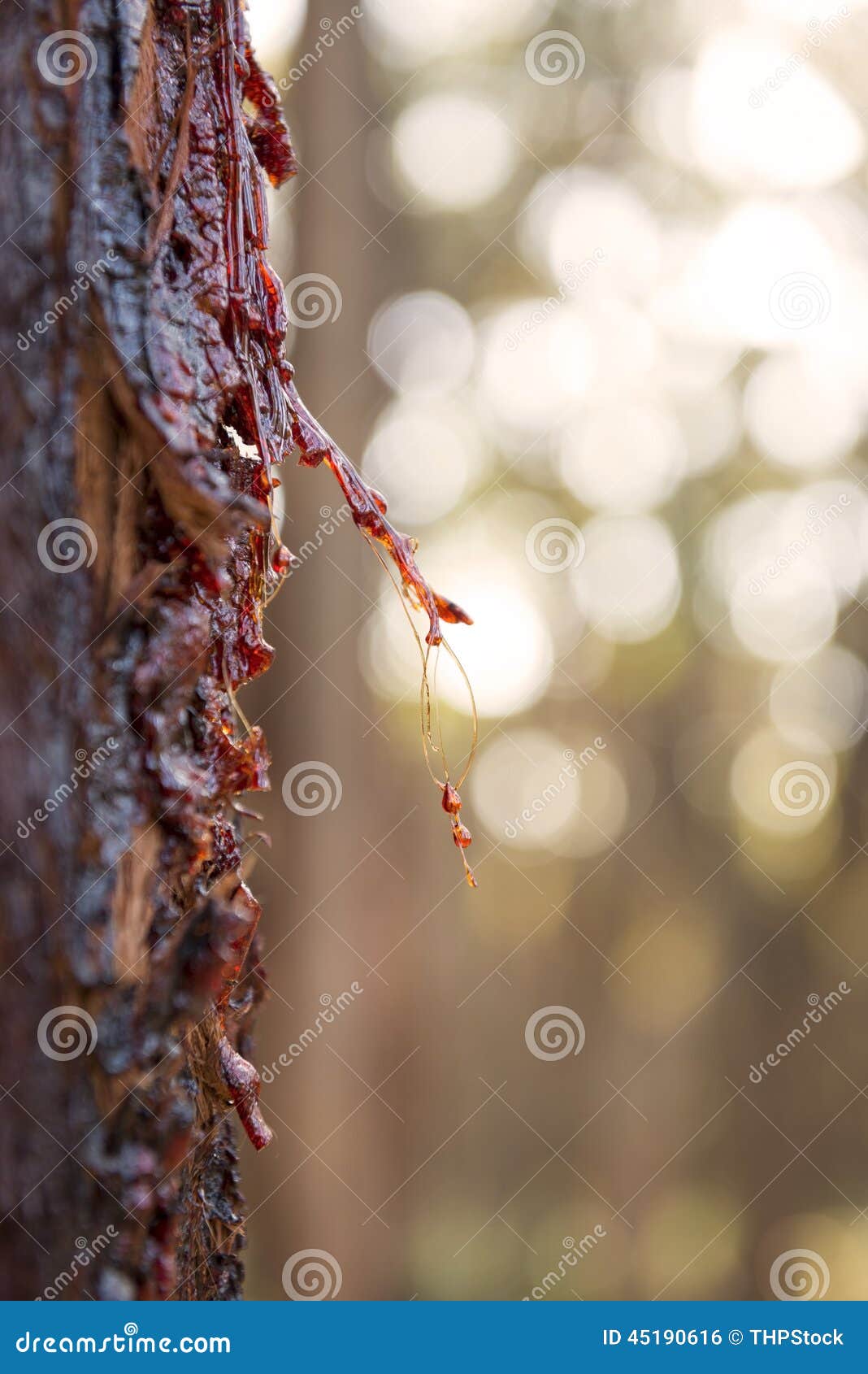Tree Sap stock photo. Image of eucalyptus, pine, stringybark - 45190616