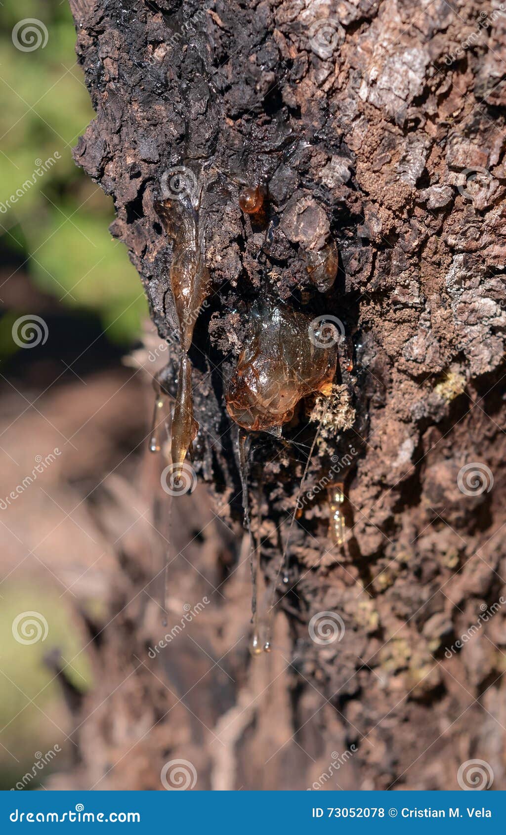 Tree sap resin stock photo. Image of liquid, rosin, wood - 73052078