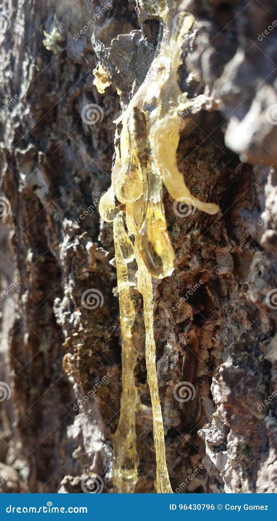 Tree sap stock photo. Image of macro, bark, nature, yellow - 96430796
