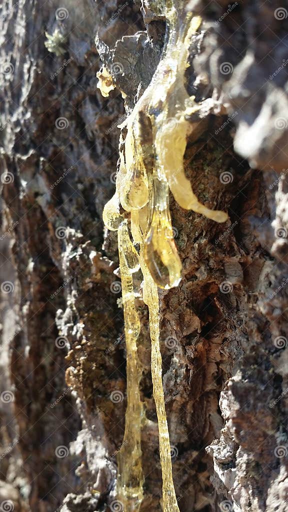 Tree sap stock photo. Image of macro, bark, nature, yellow - 96430796