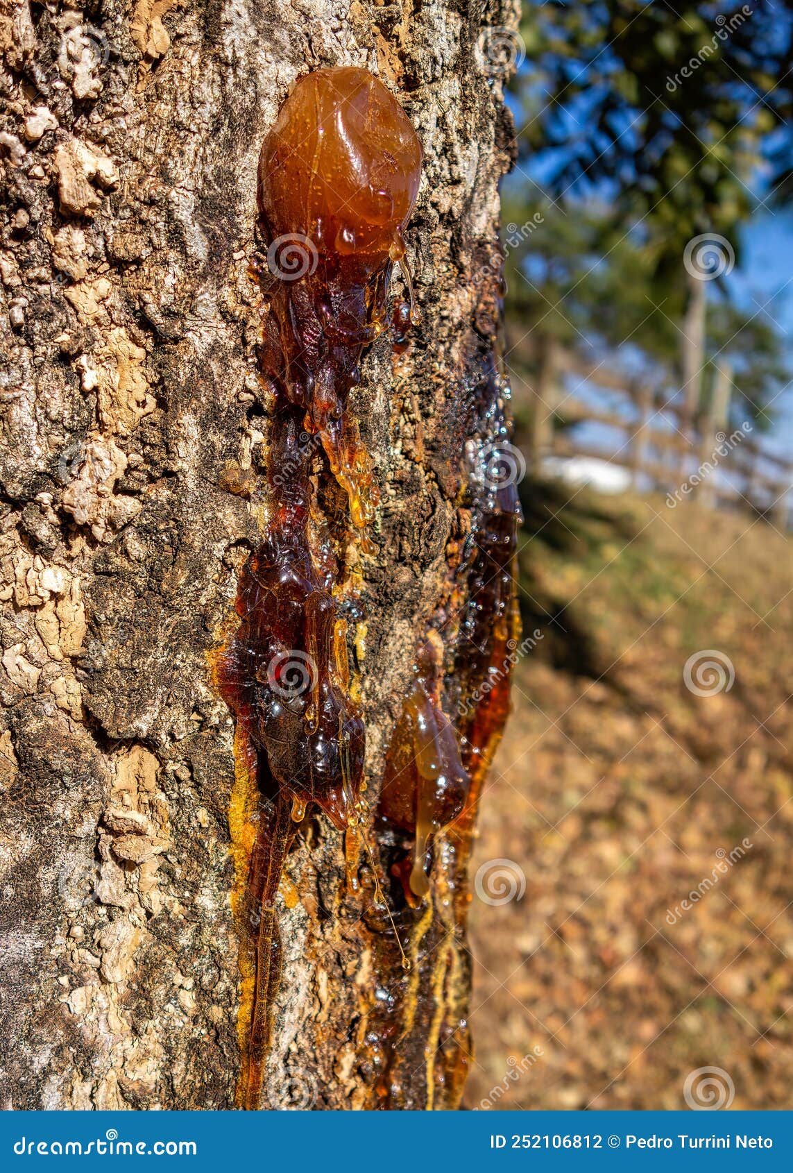 Tree Sap in the Trunk. Photo of the Trunk of a Tree from Which Sap is ...