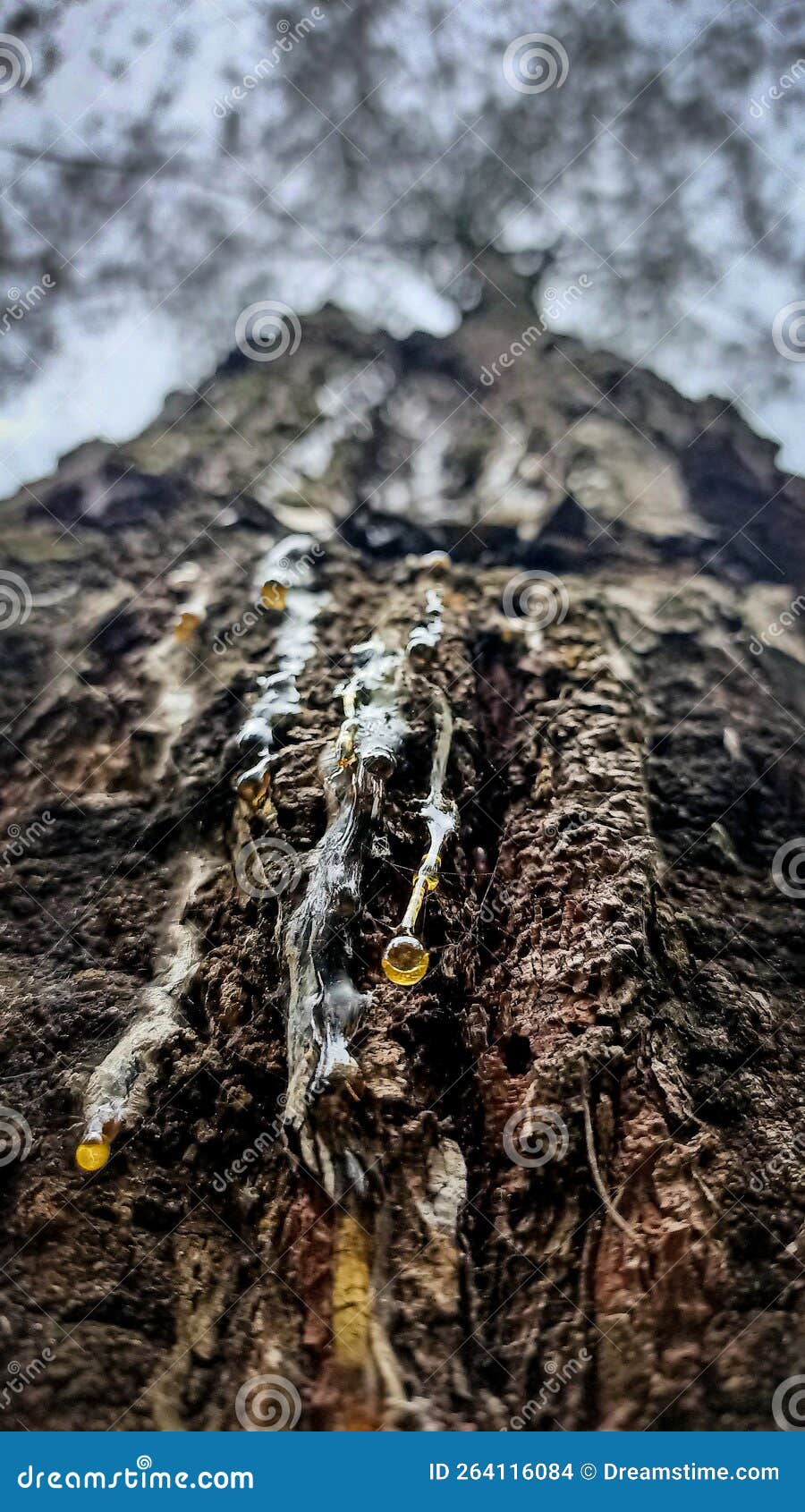 Tree Sap stock photo. Image of rubber, tree, nature - 264116084