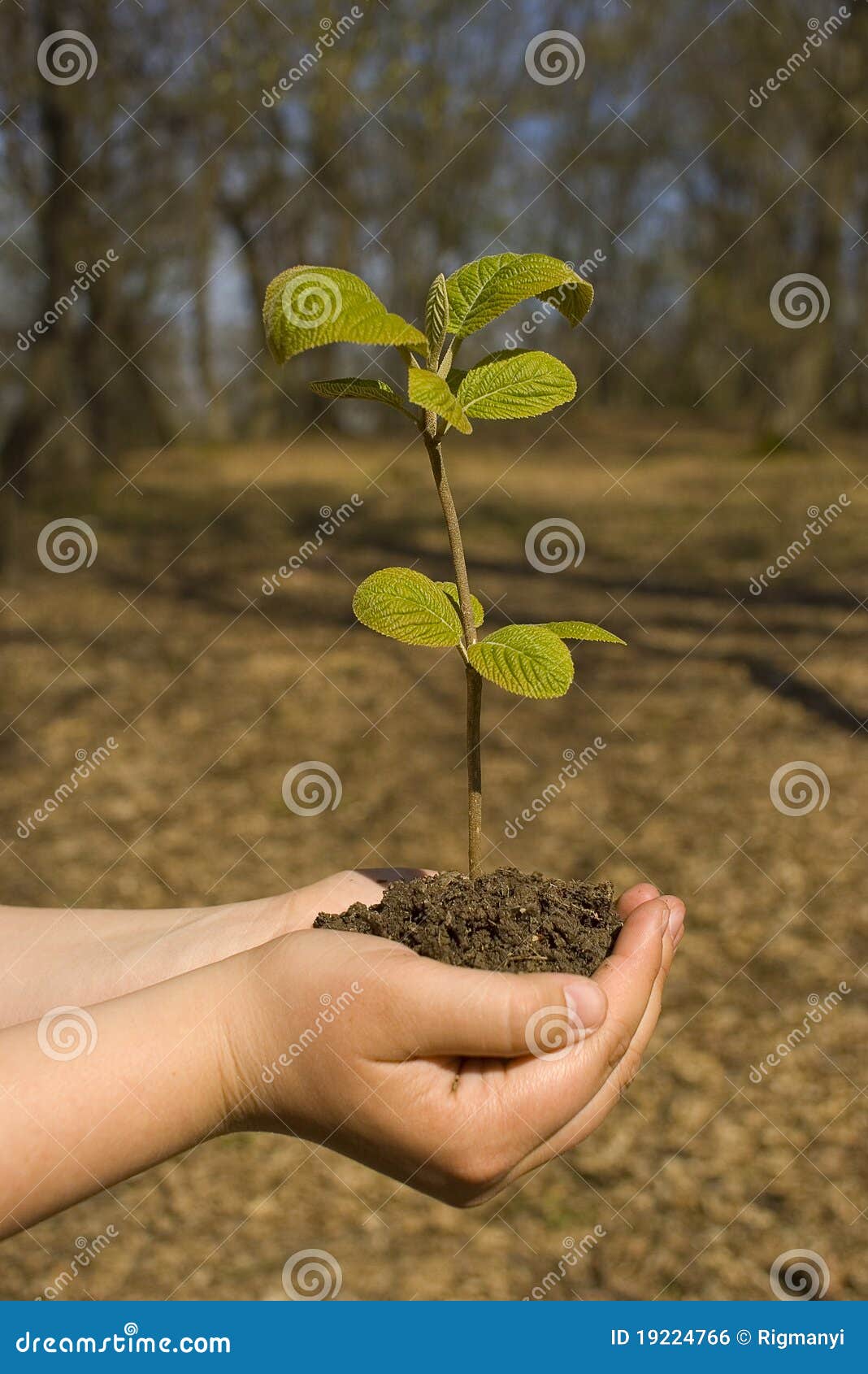 Tree sapling stock photo. Image of green, reforestation - 19224766
