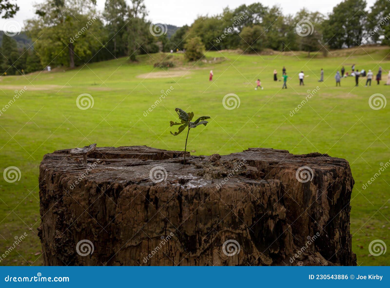 Tree Sapling Growing from a Large Tree Trunk Stock Photo - Image of ...
