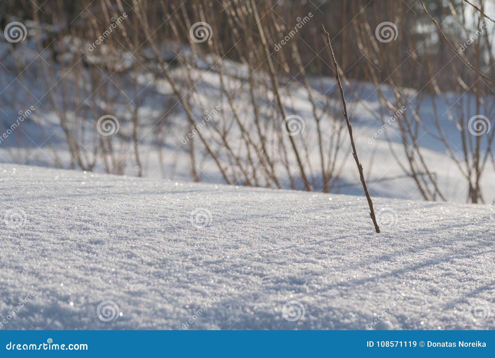 Tree Sapling Growing Out of Snow Stock Image - Image of cold, nature ...