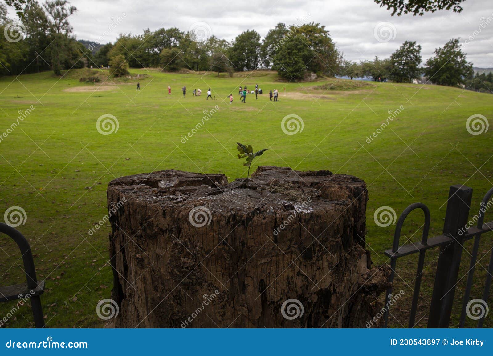 Tree Sapling Growing from a Tree Stump Stock Image - Image of ecology ...