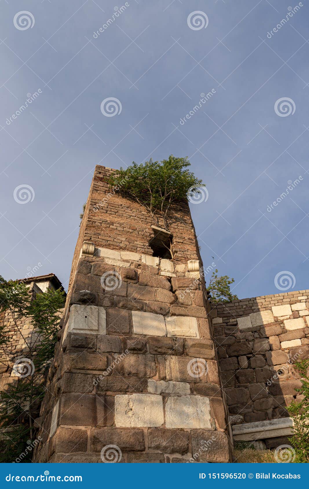 Tree At Ankara Forest Stock Photo | CartoonDealer.com #104495382