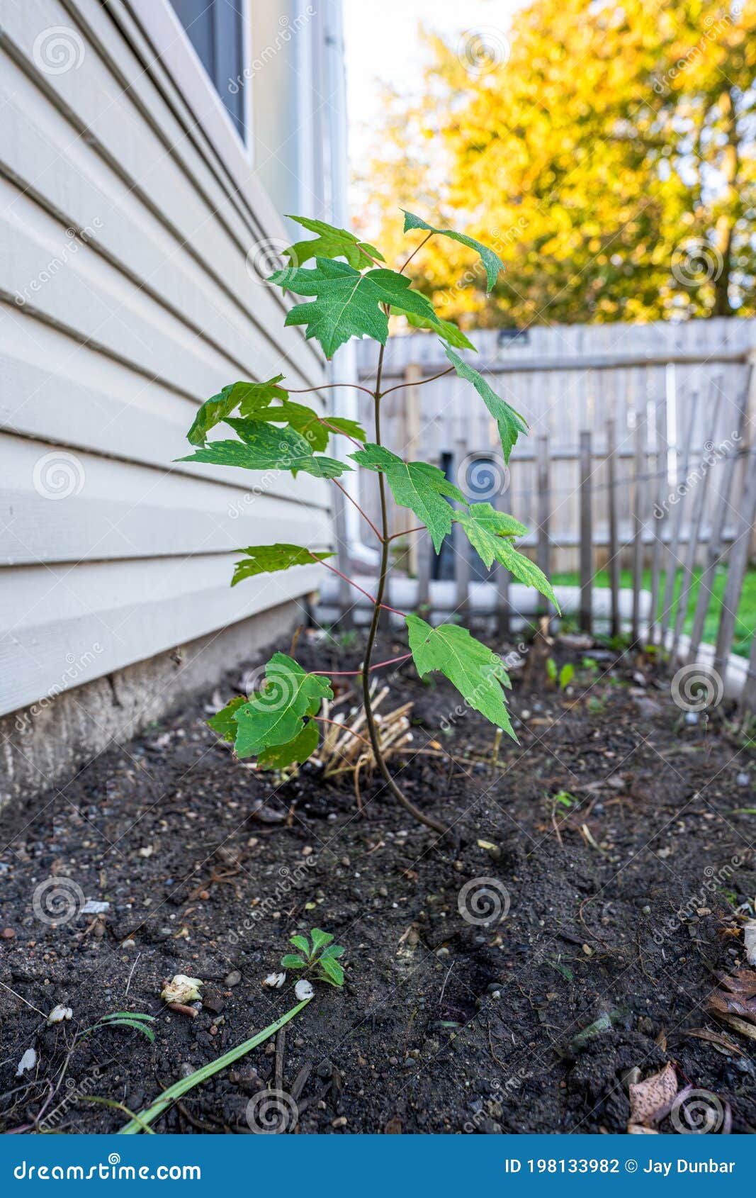 Tree Sapling Has Been Planted and is Growing Quickly in Your Yard Stock ...