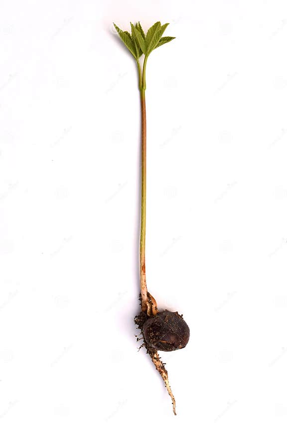 Tree Sapling Isolated on White Background Stock Photo - Image of ...