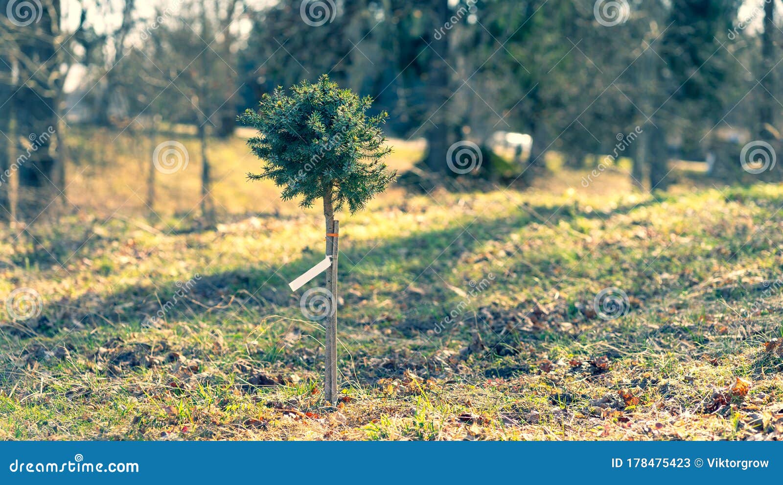 Tree Sapling Planted in Spring Stock Image - Image of growth ...