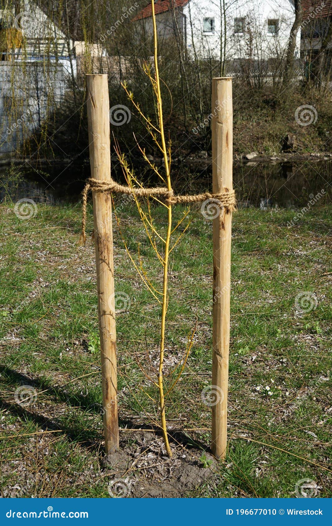 Tree Sapling Supported by Wooden Rods and Thick Ropes Stock Photo ...