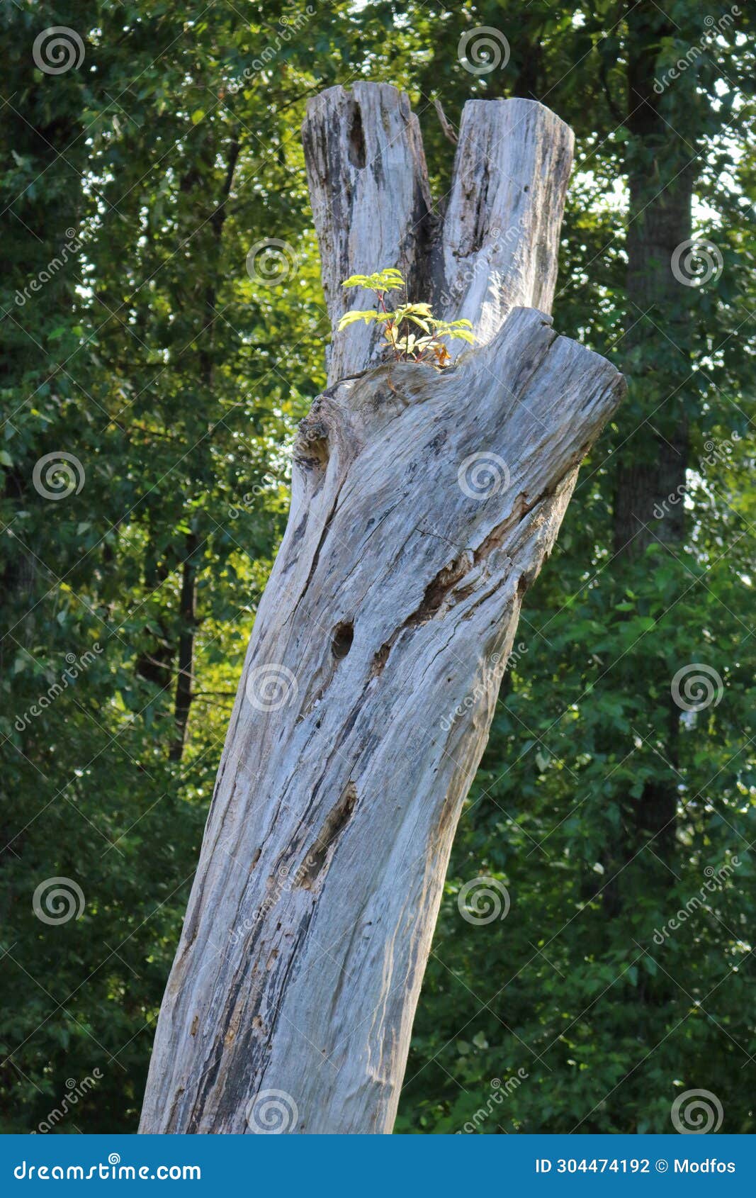 Tree Sapling Survival and Nature Stock Photo - Image of natural ...