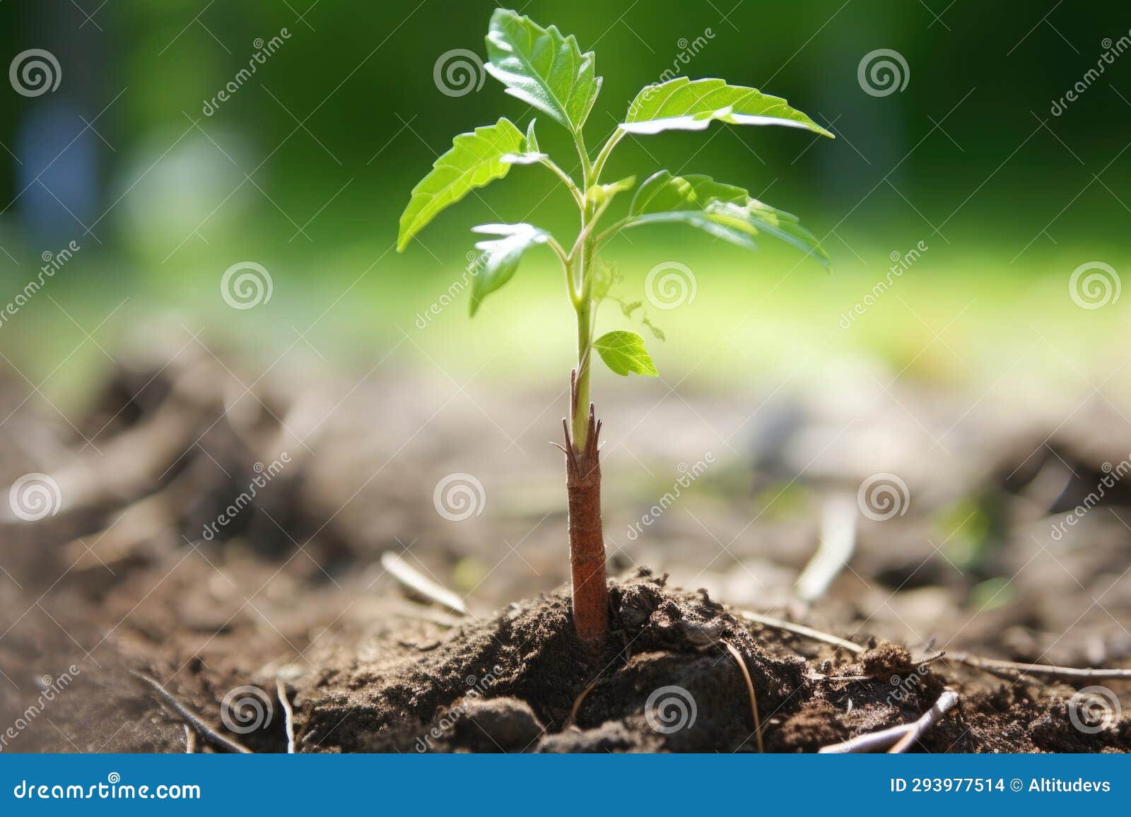 Tree Sapling Tied Tightly To a Stake Stock Illustration - Illustration ...