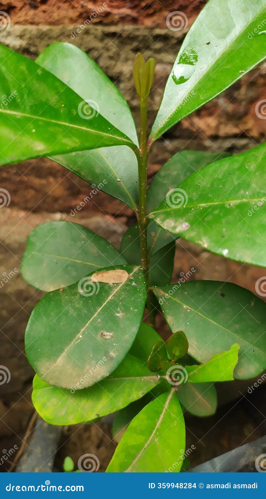 The Tree Saplings Continue To Grow Bigger Stock Photo - Image of herb ...