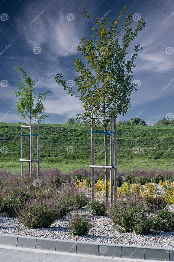 Tree Saplings with Wooden Stakes Support Stock Image - Image of wooden ...