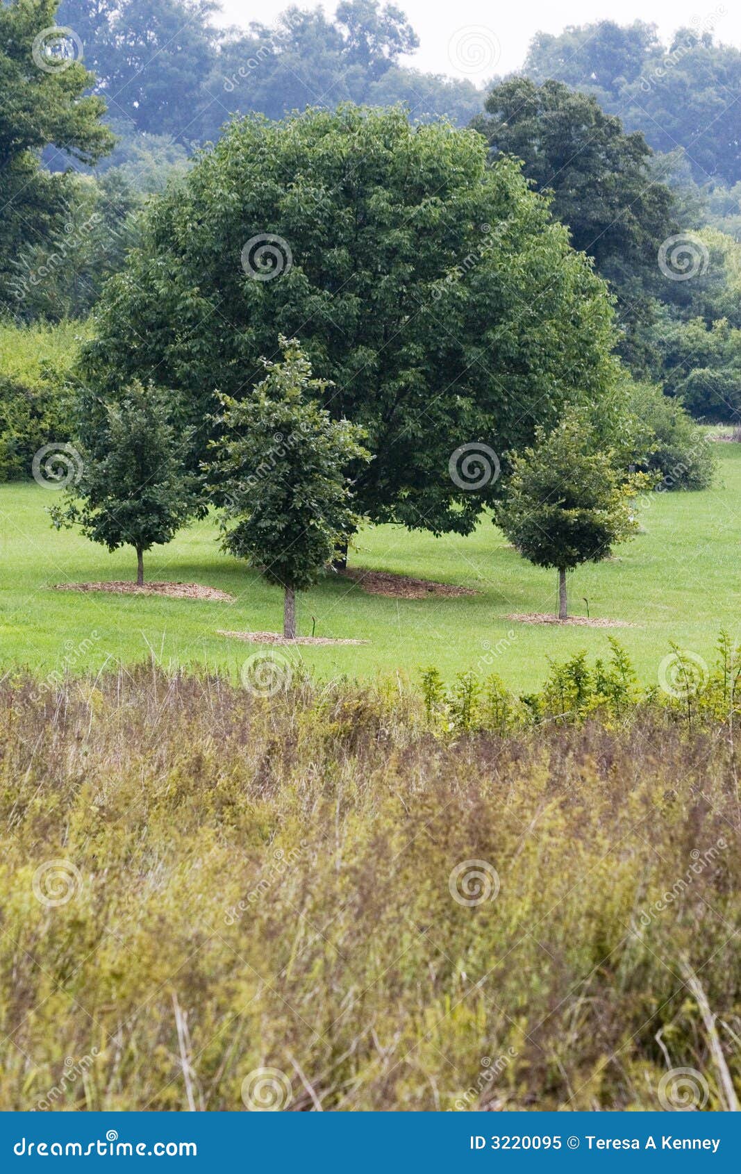 Tree And Satellites Picture. Image: 3220095