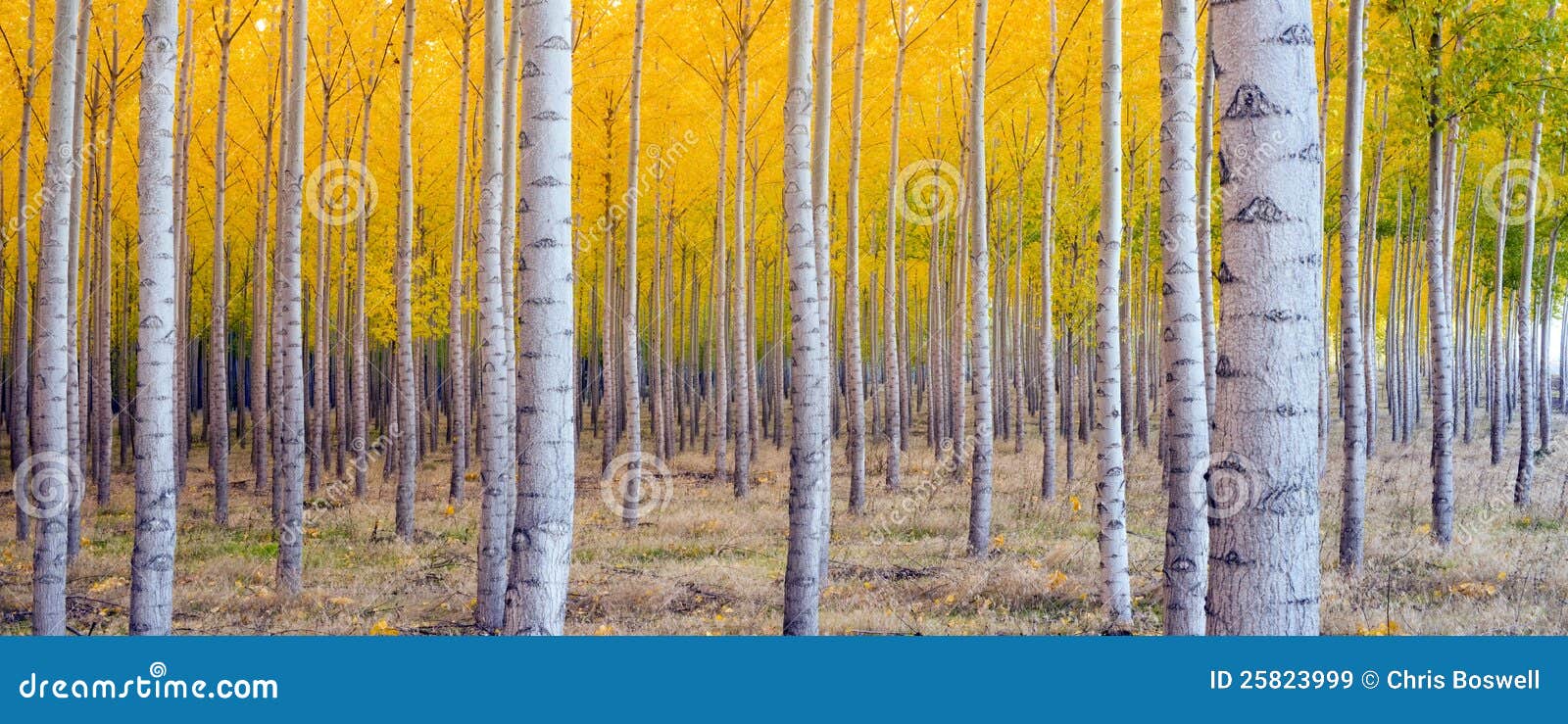 Tree Saturated Fall Season Yellow Panoramic Pic Stock Image - Image of ...
