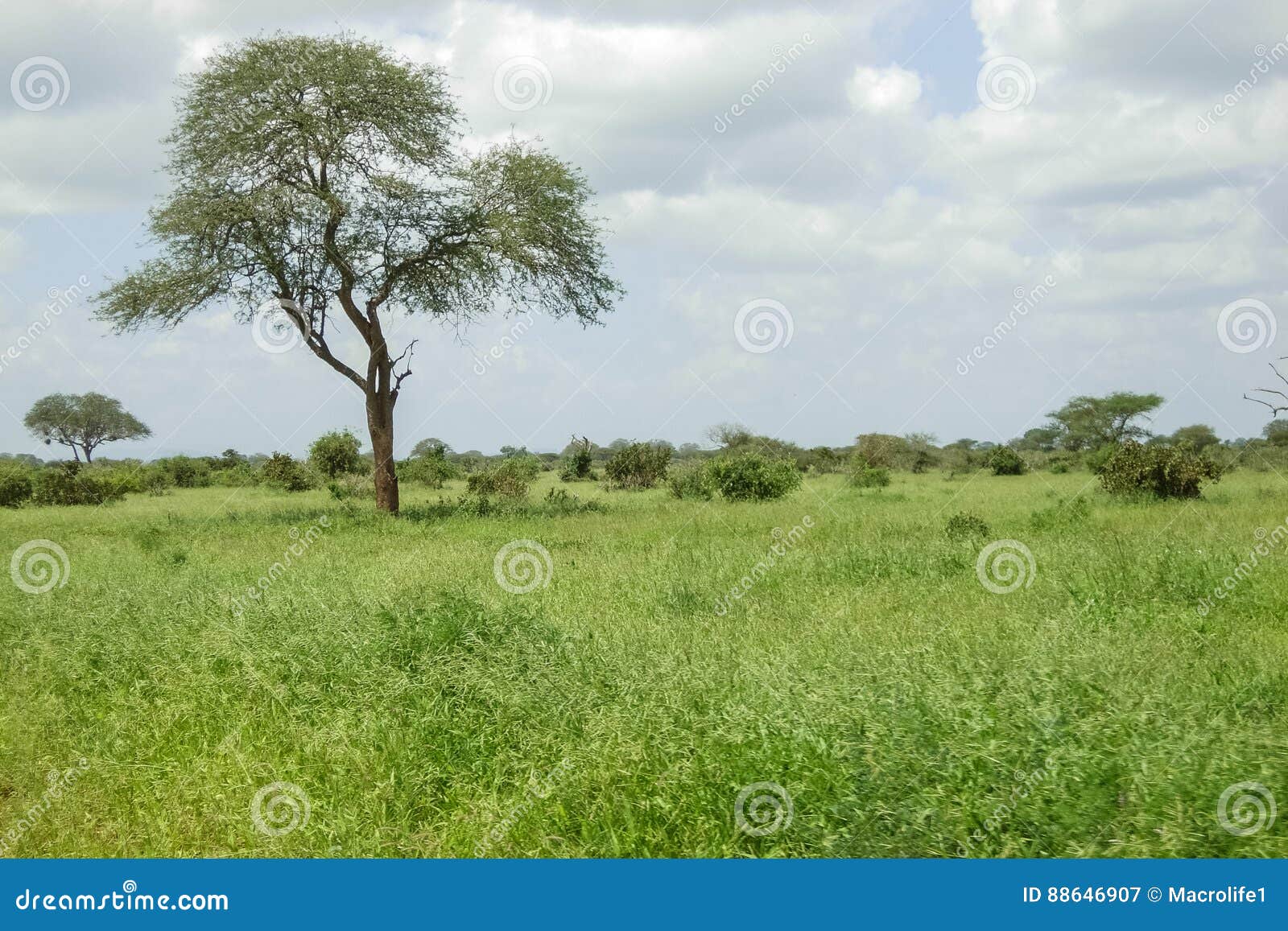 Tree in Savana stock image. Image of house, malindi, park - 88646907