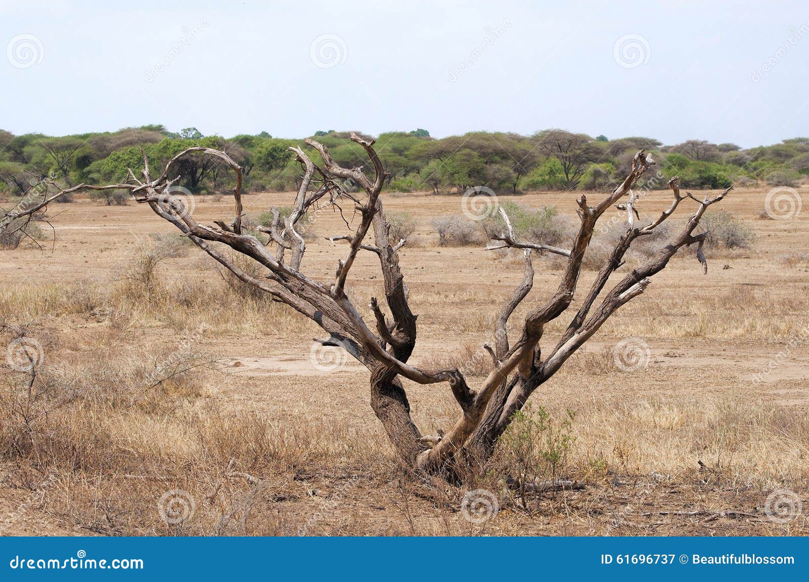 Tree in Savanna stock image. Image of travel, africa - 61696737