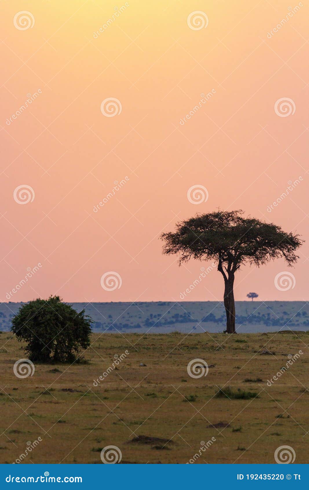 Tree on the Savannah at Sunset Stock Photo - Image of daybreak, light ...