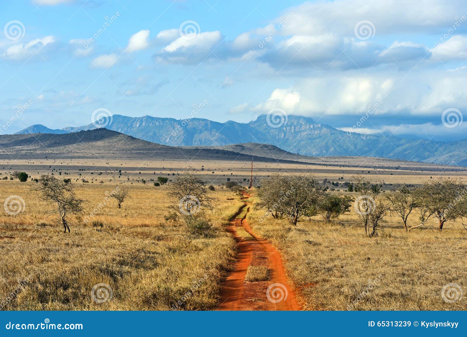 Tree in the Savannah of Tsavo Stock Image - Image of dangerous, flora ...
