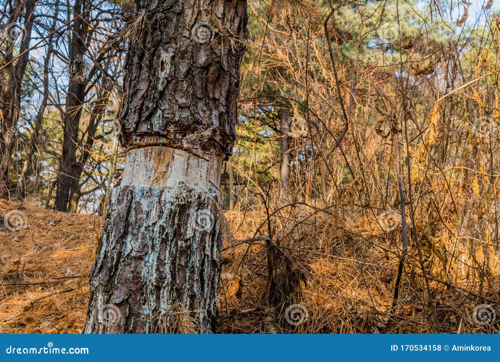 Tree marked to be cut down stock photo. Image of asia - 170534158