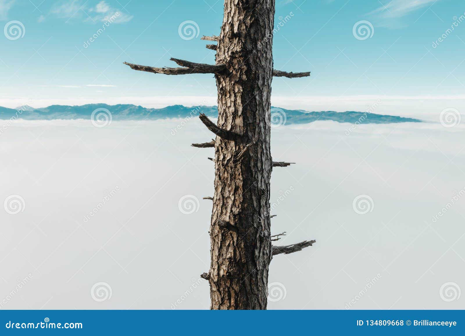 Tree with Sawn Branches in Front of Morning Fog and Mountain Range ...