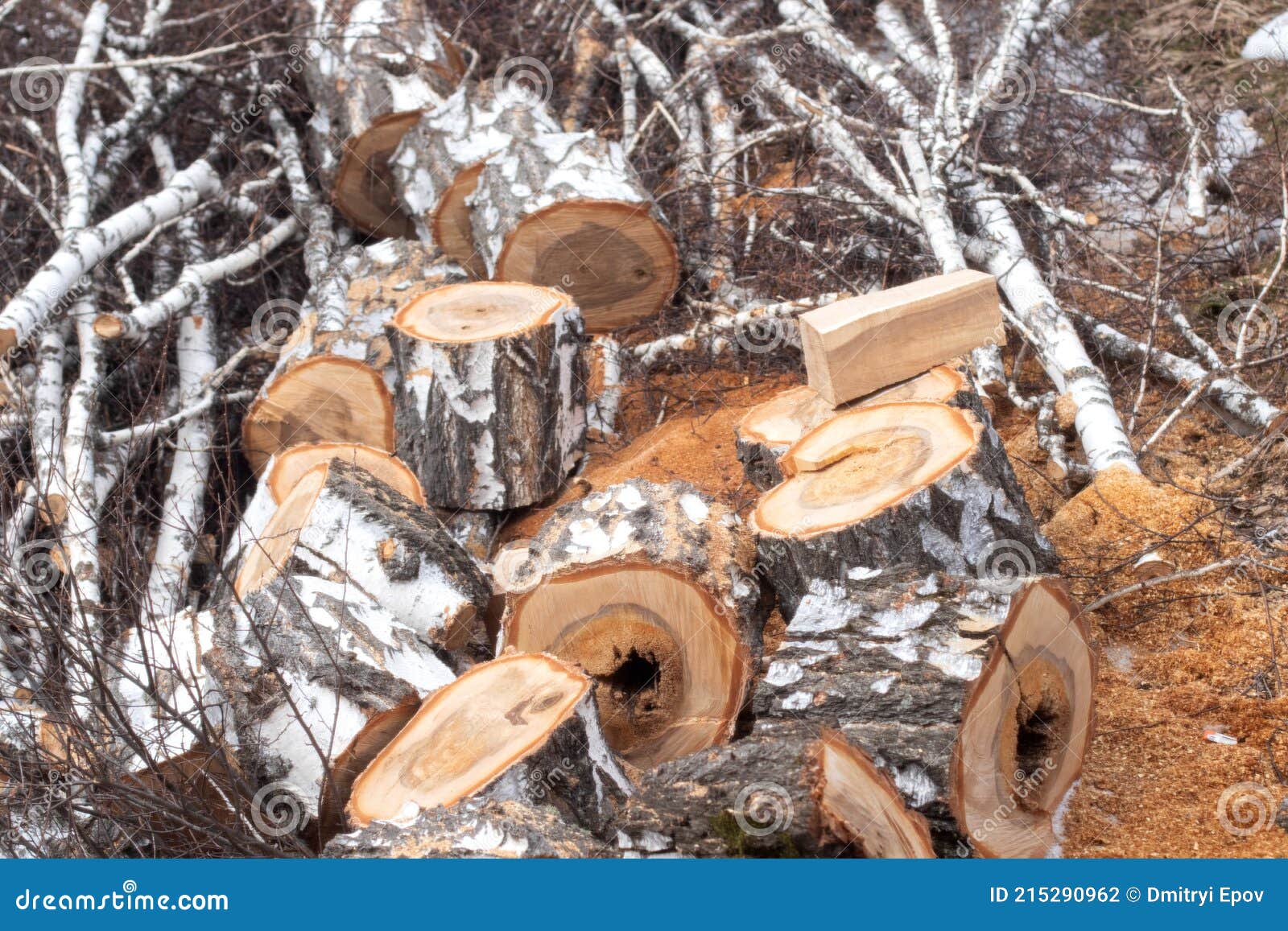 A Tree Sawn into Chocks. Felled Birch Stock Photo - Image of forestry ...