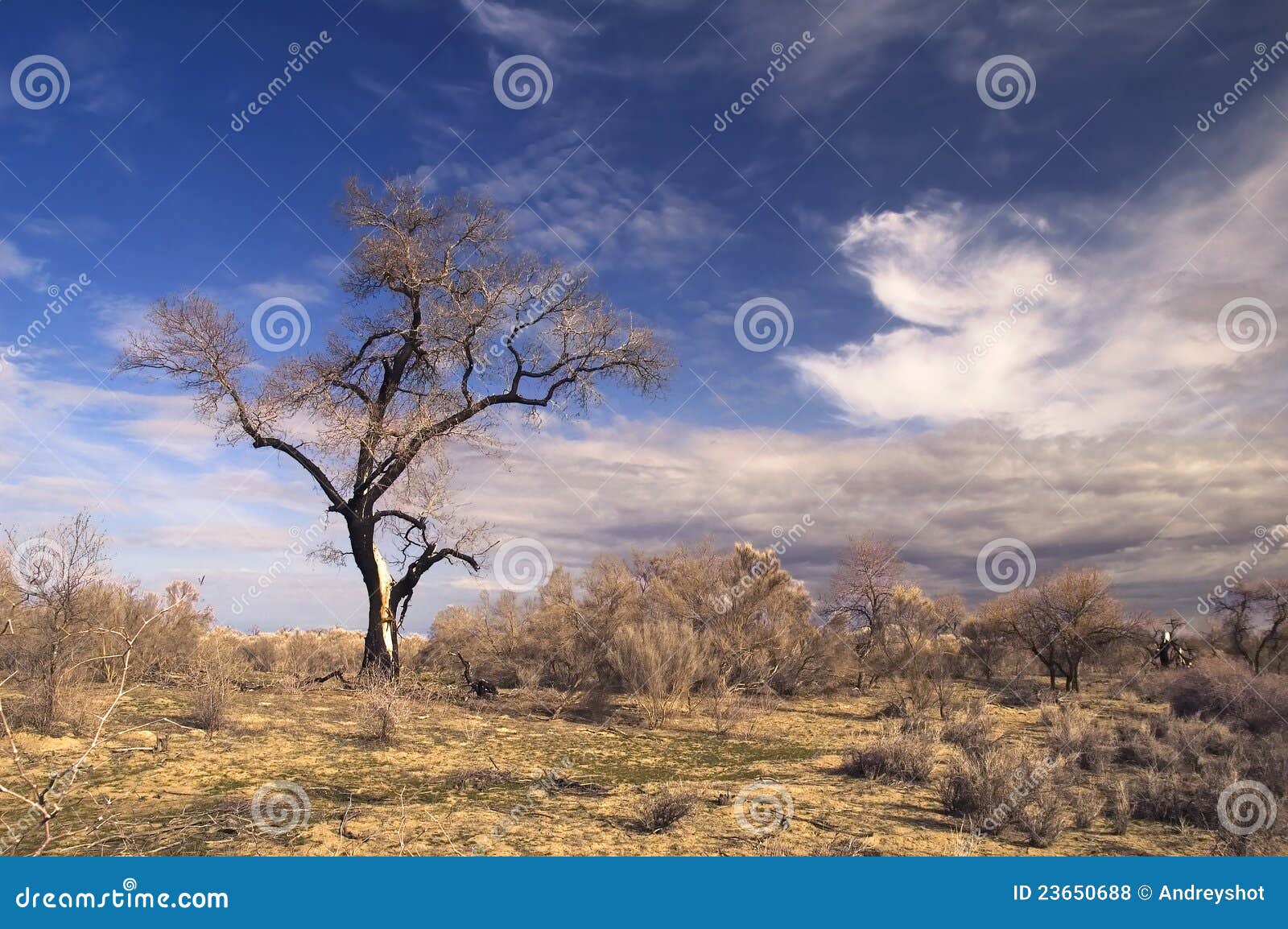 Tree among saxaul stock photo. Image of drought, kazakhstan - 23650688