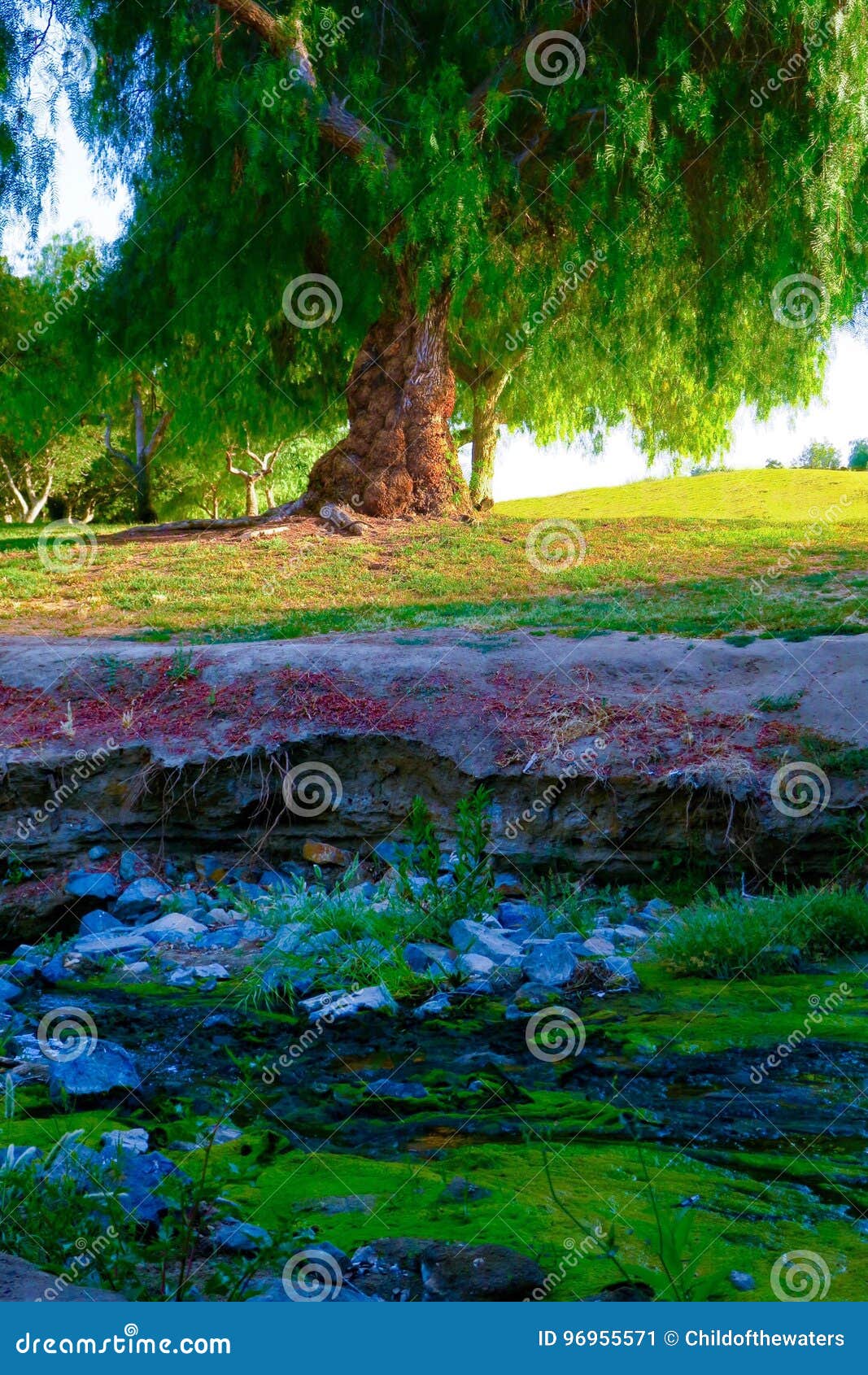Tree scape stock image. Image of scape, stream, bank - 96955571
