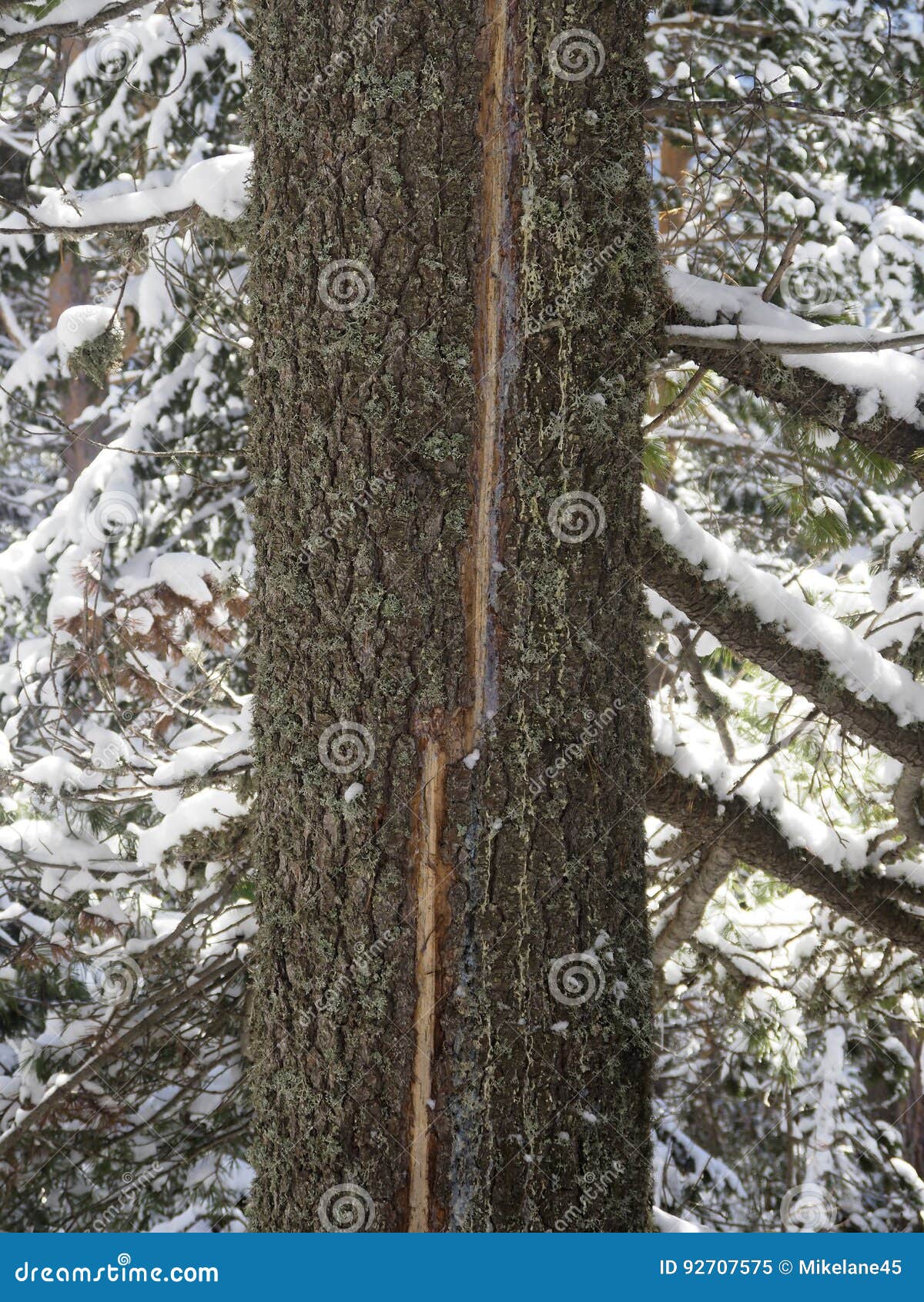 Tree with a Scar Following a Lightening Strike Stock Image - Image of ...