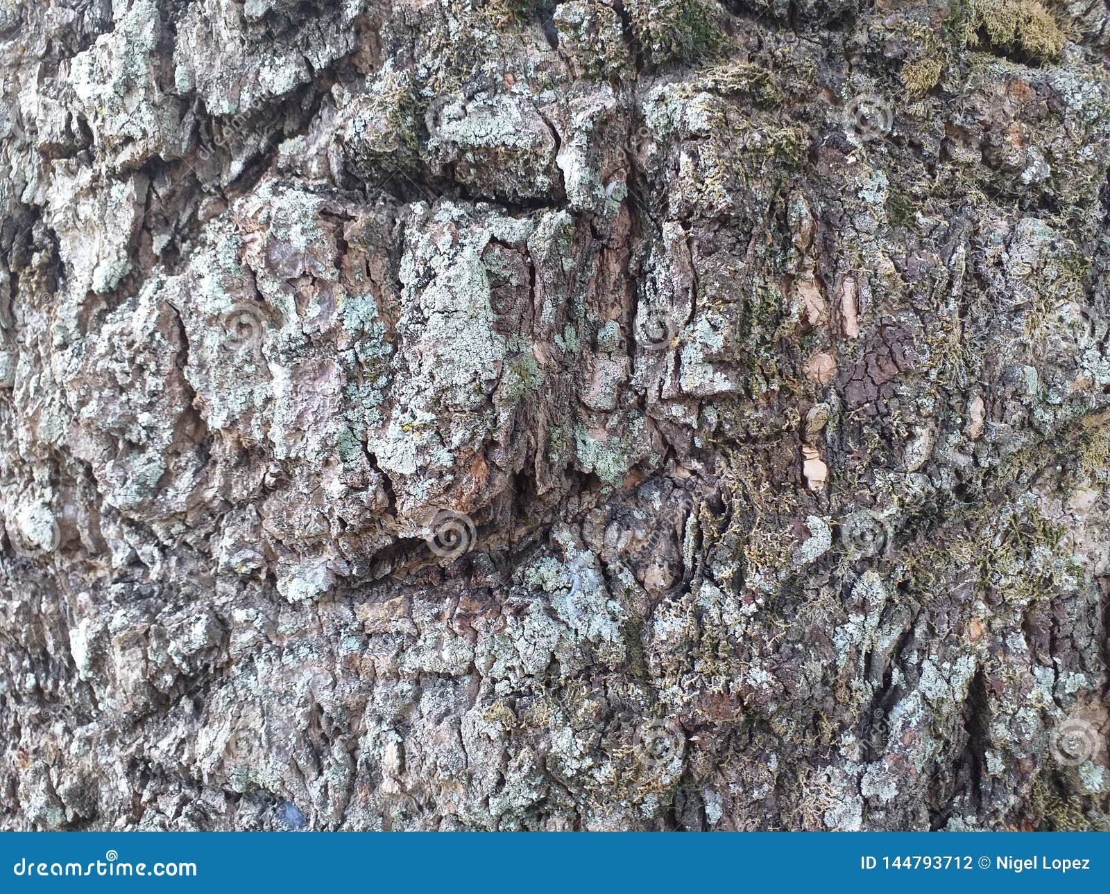 Tree Scars Stock Photography | CartoonDealer.com #144793712