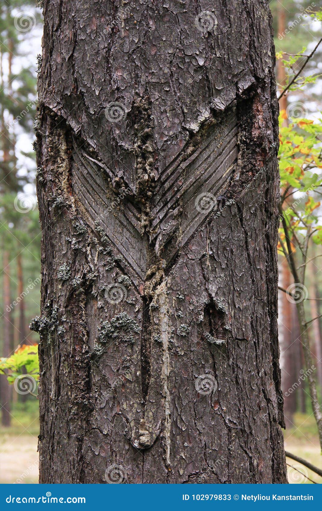 A tree with scars stock image. Image of trunk, tree - 102979833