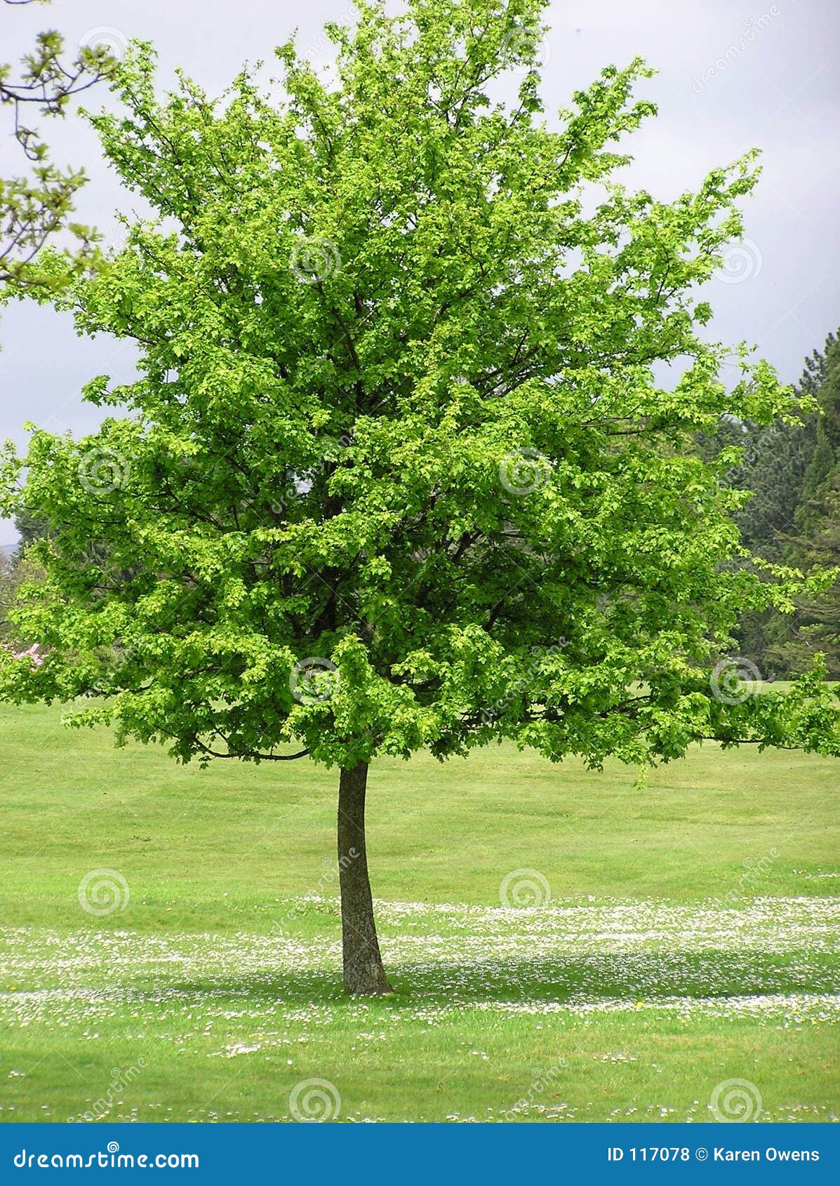 Tree Scene stock photo. Image of meadow, view, tree, field - 117078