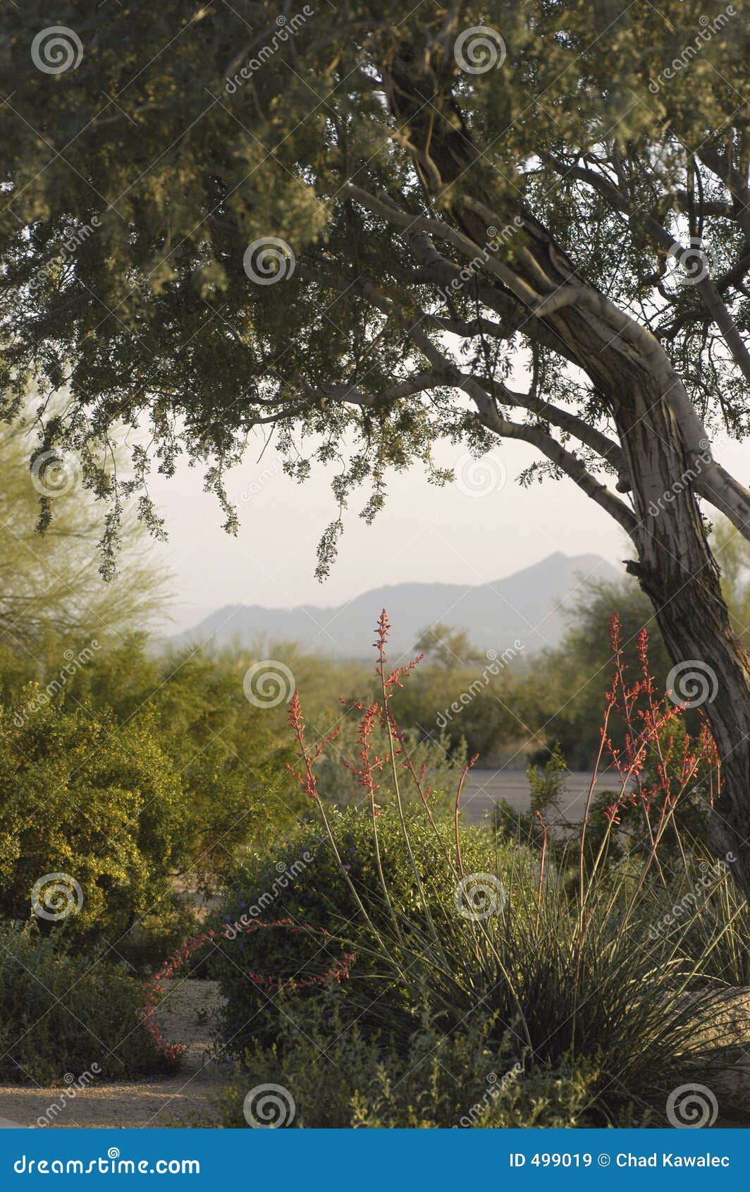 Tree Scene stock image. Image of longing, calm, landscape - 499019