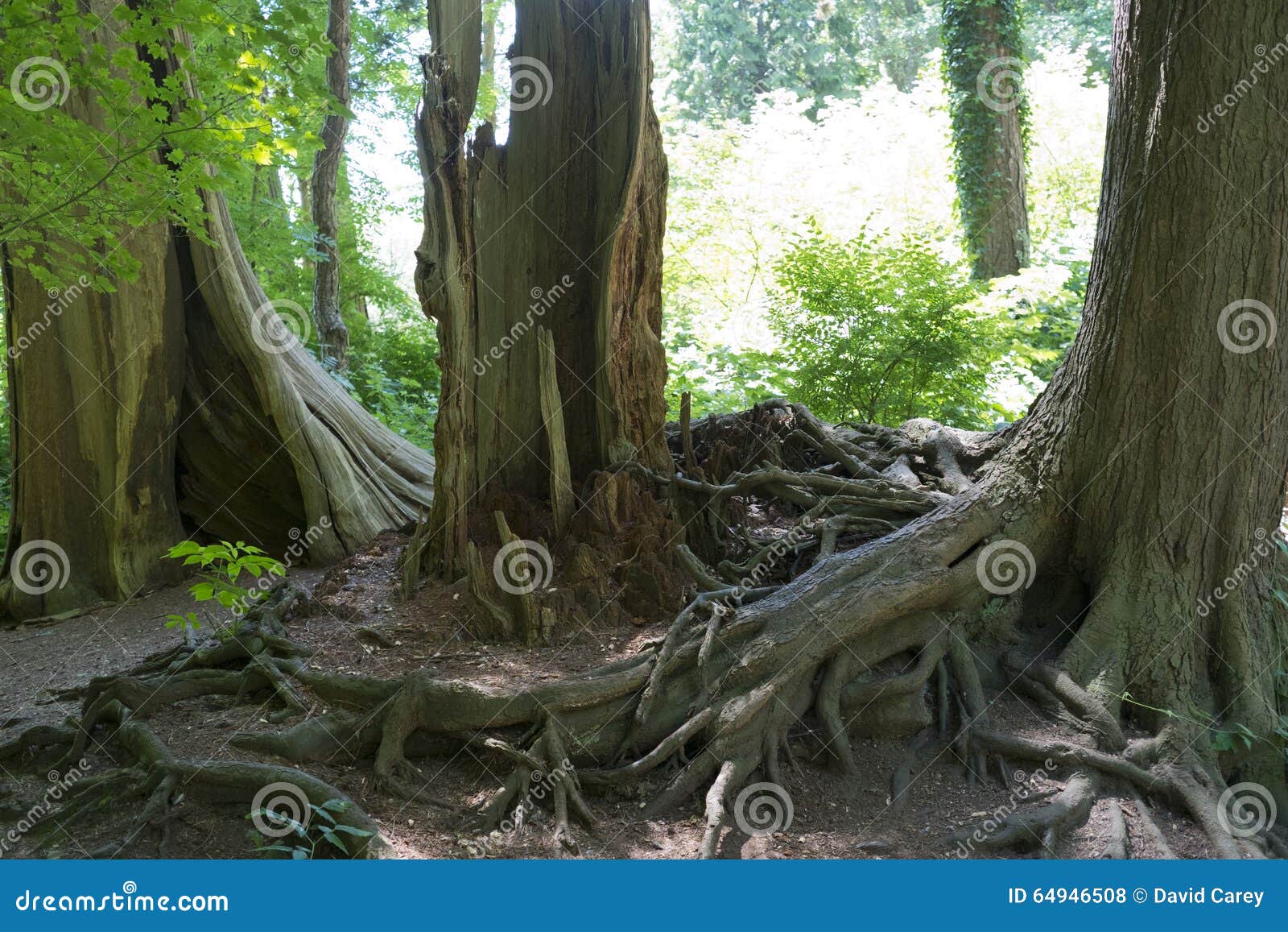 Tangled tree roots stock photo. Image of hiking, columbia - 64946508