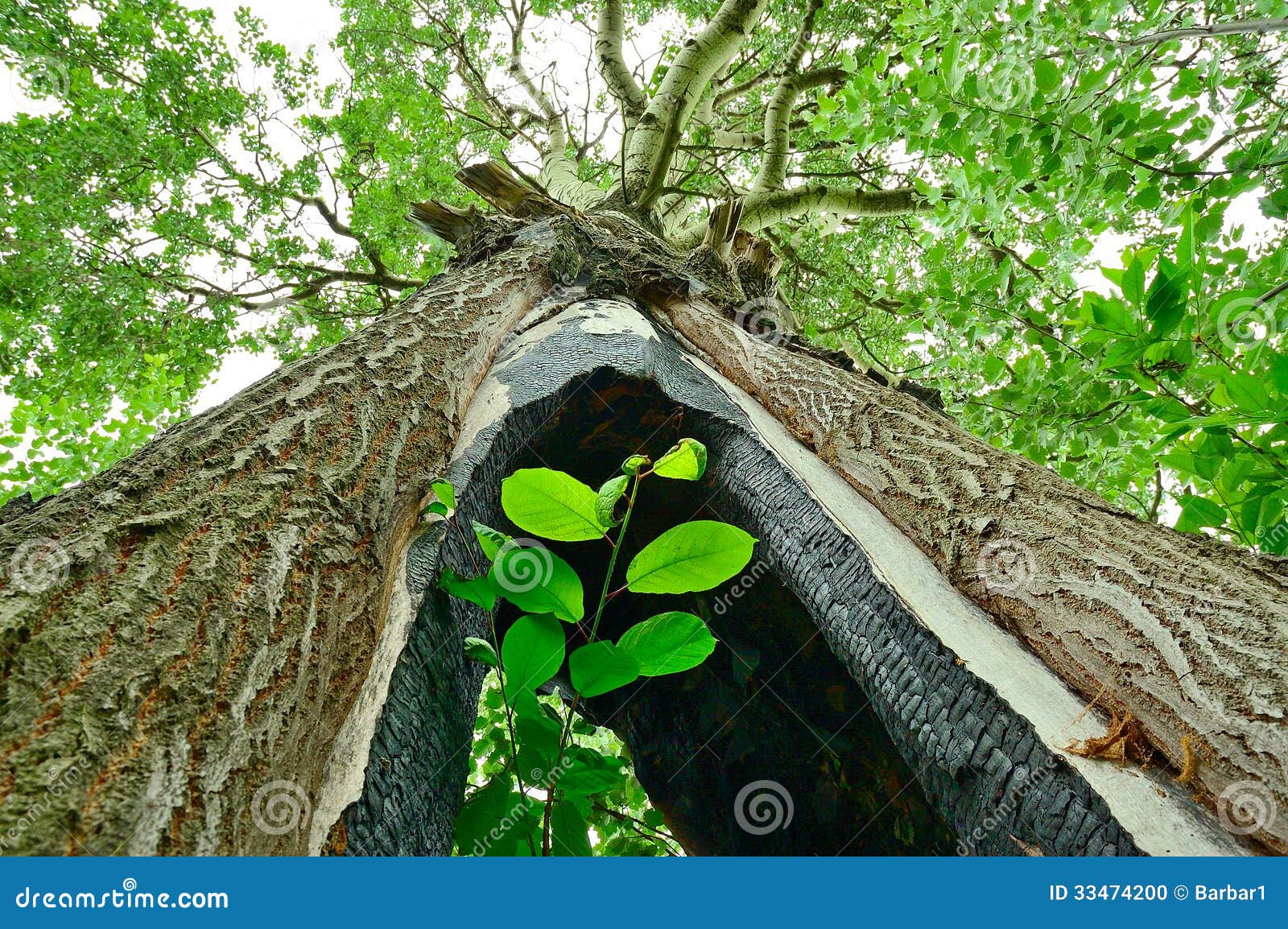 Tree scorched by fire stock photo. Image of nature, life - 33474200