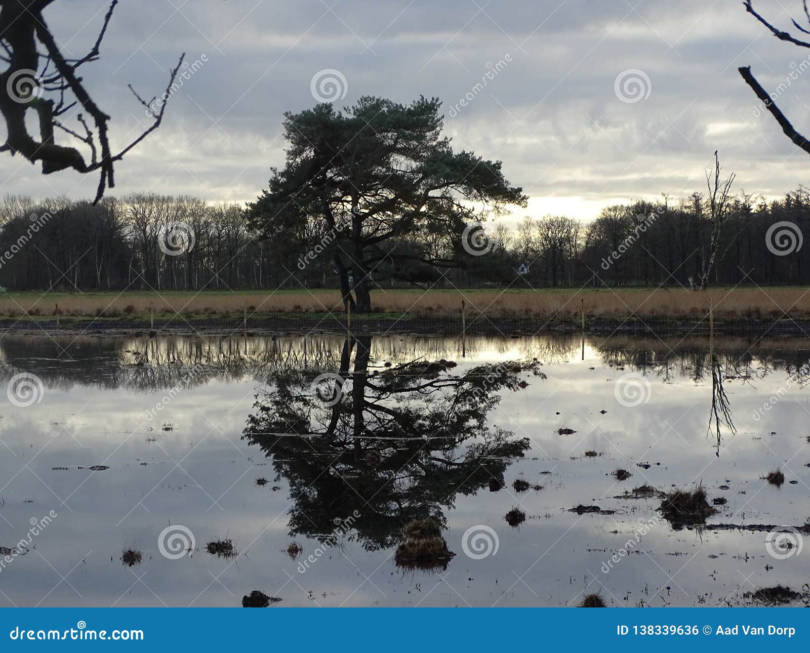 Tree Scots Pine Mirrored in Patch of Water of Wetland Stock Photo ...