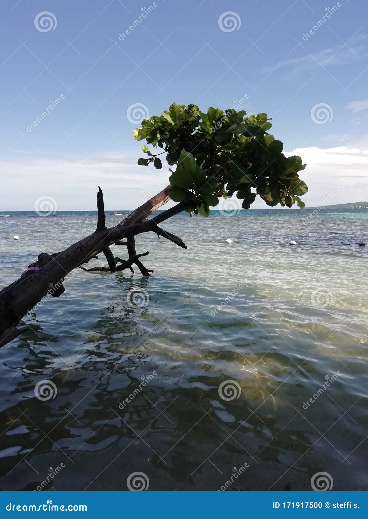 Tree in sea stock photo. Image of tree, jamaica, beach - 171917500