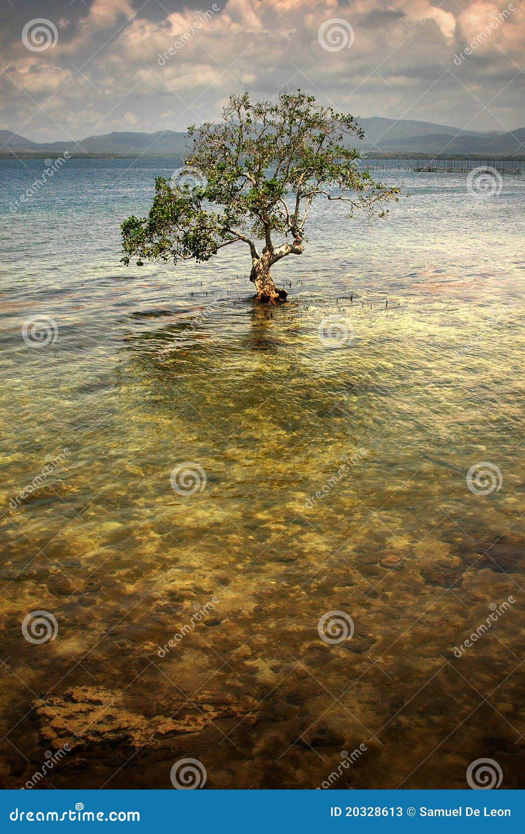 Tree of the Sea stock image. Image of seascape, samuel - 20328613