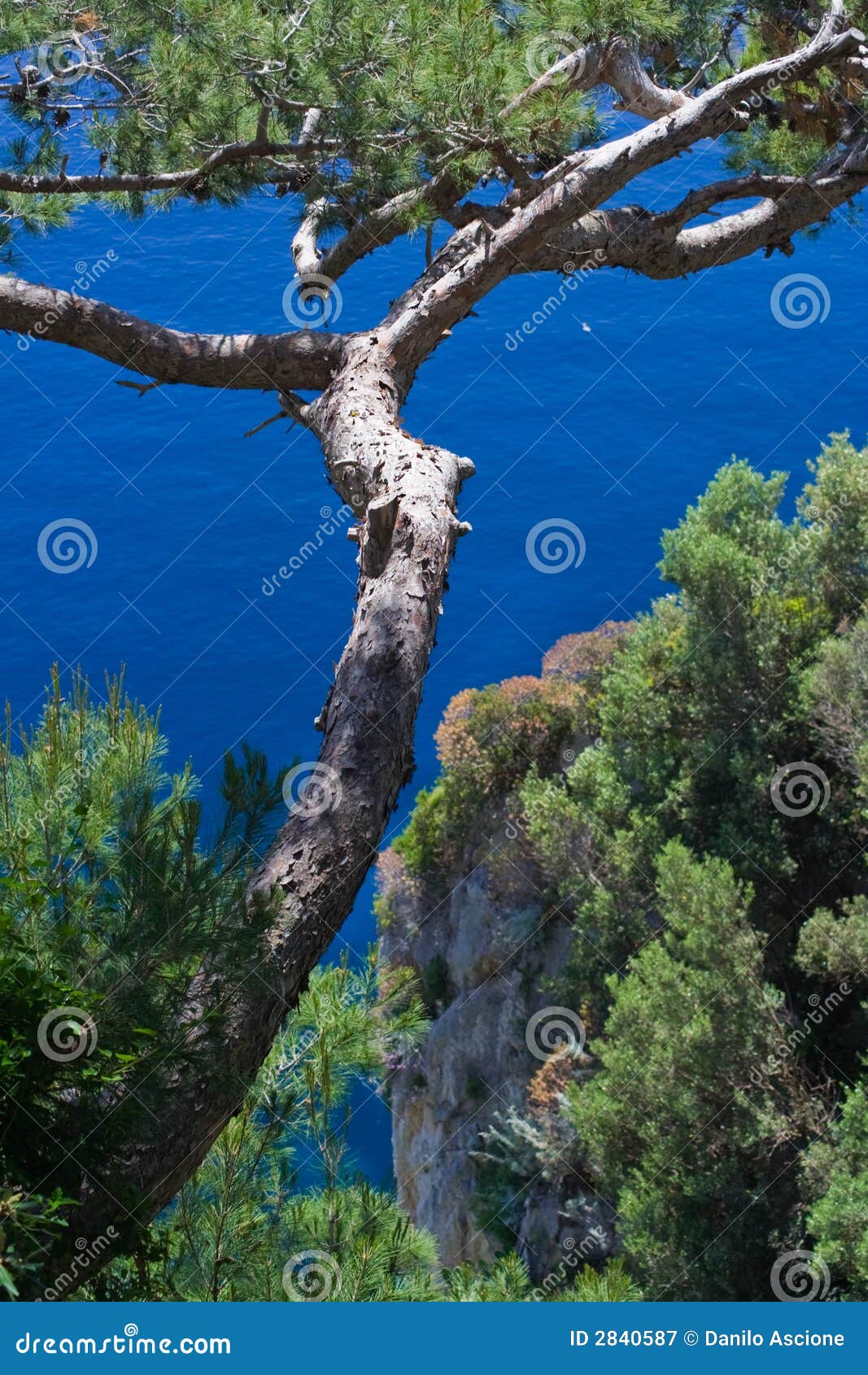 Tree on sea stock image. Image of bush, rocky, environment - 2840587