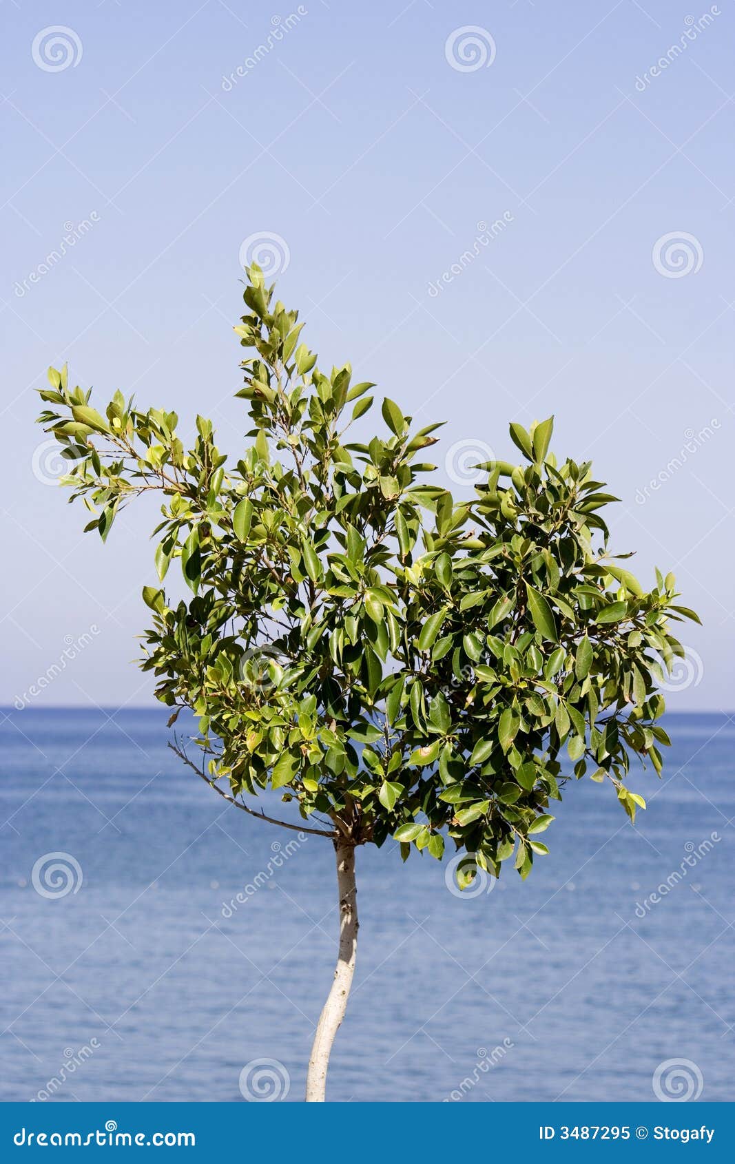 Tree and sea stock image. Image of tree, seascape, leafy - 3487295