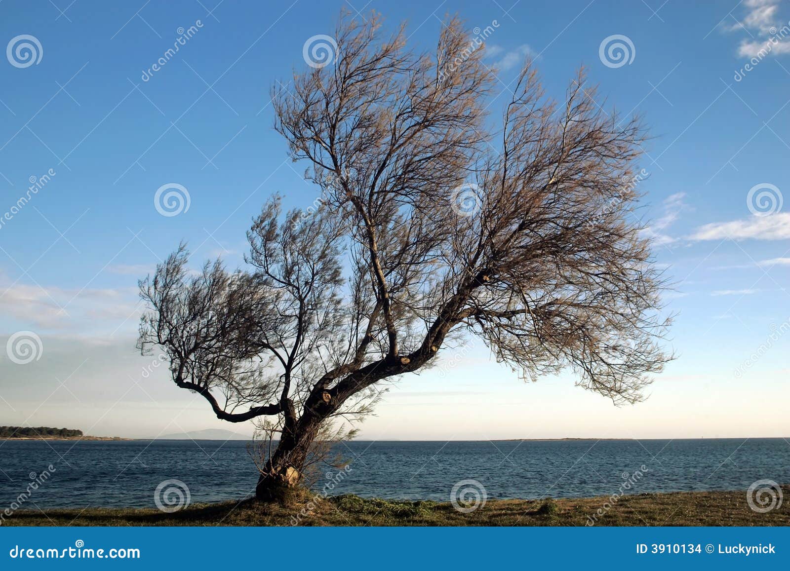Tree by the sea stock photo. Image of water, gale, croatia - 3910134